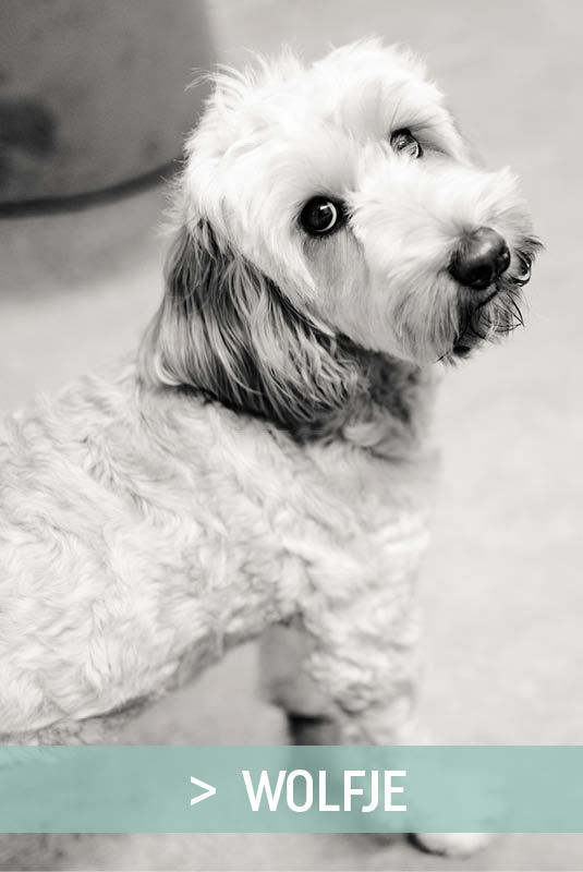 Team - Wolfert in Context